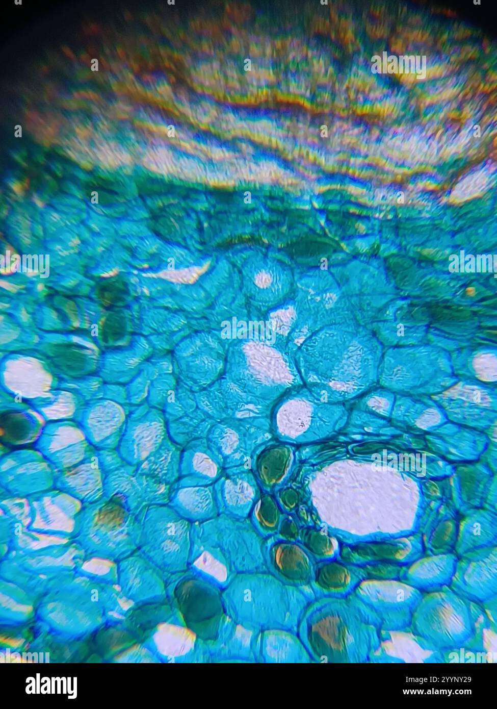 Microscope image of pinewood Stock Photo - Alamy