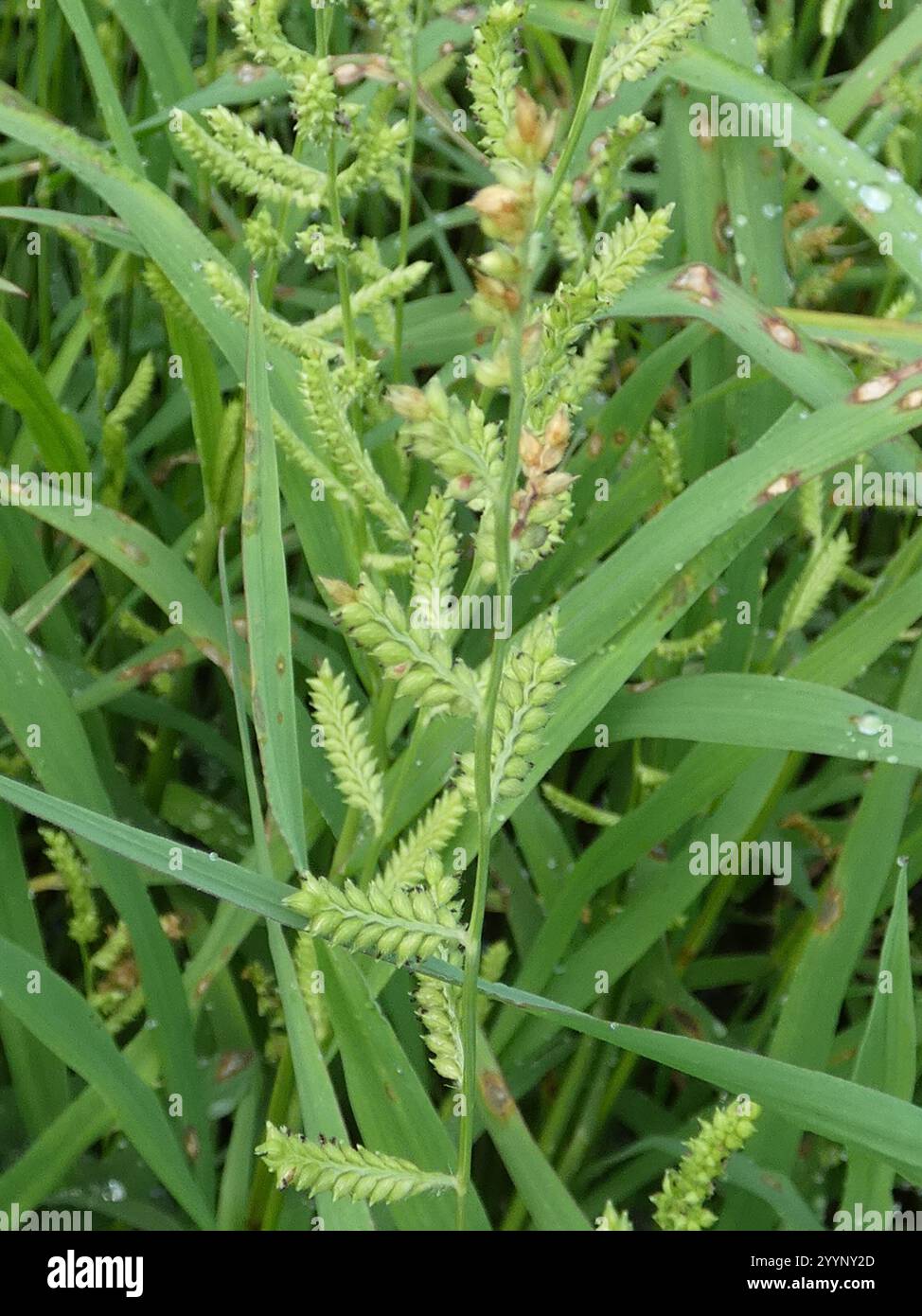 Jungle Rice (Echinochloa colonum Stock Photo - Alamy