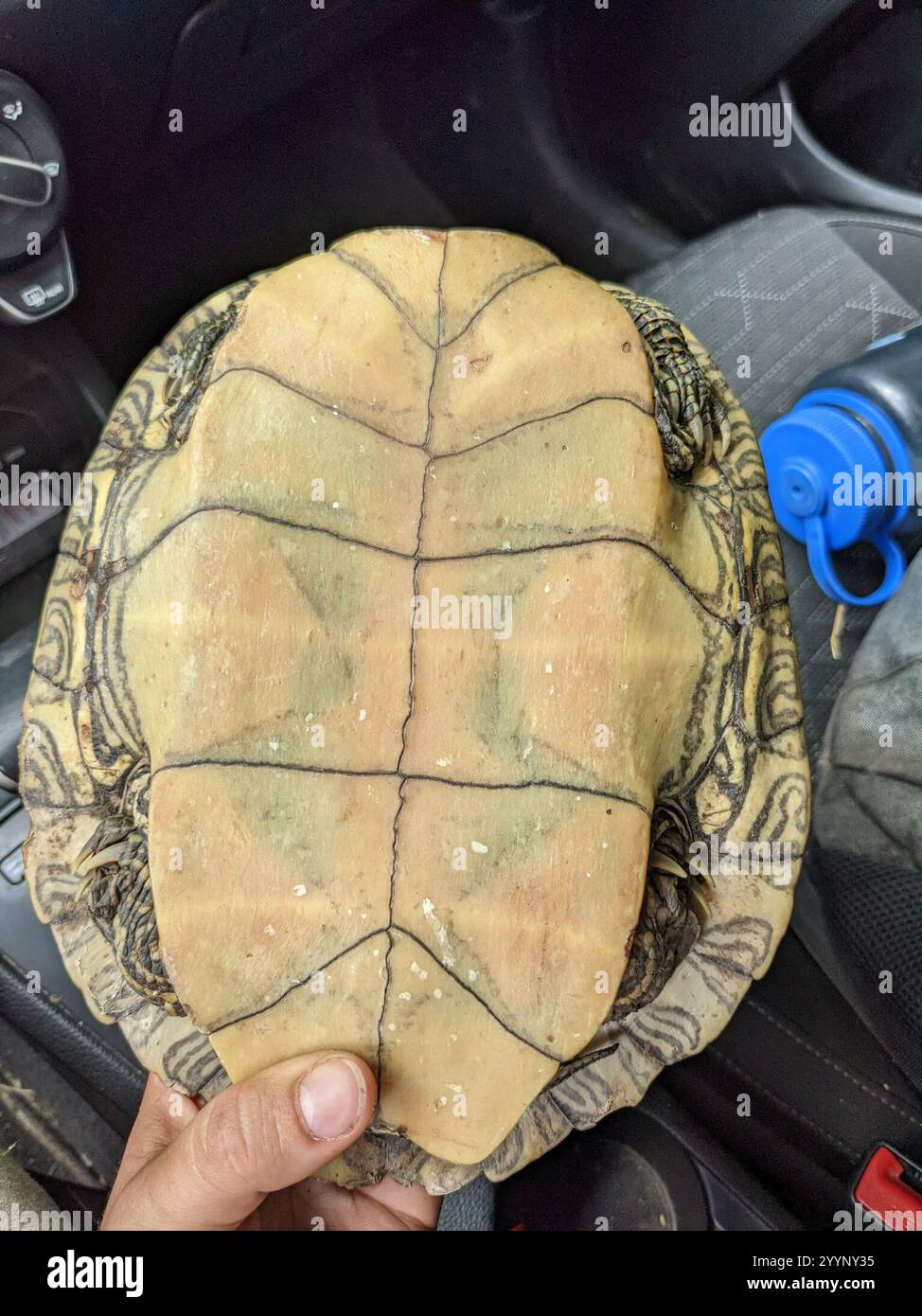 Northern Map Turtle (Graptemys geographica Stock Photo - Alamy