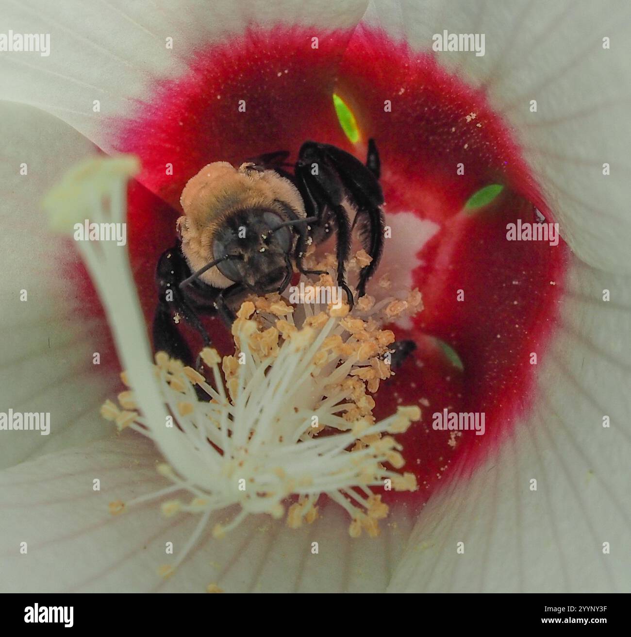 Hibiscus Turret Bee (Ptilothrix bombiformis Stock Photo - Alamy