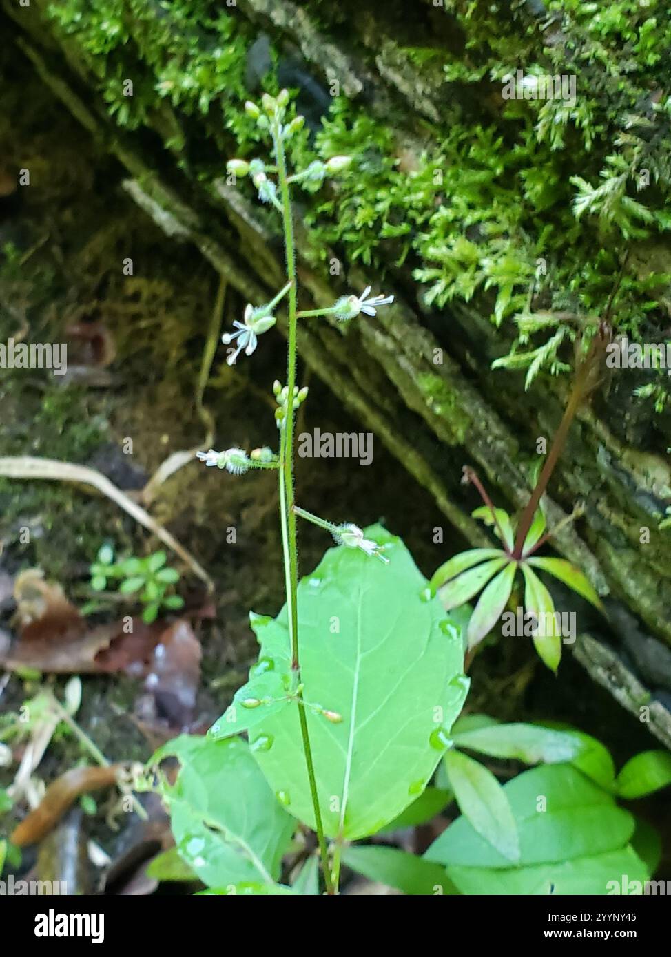 enchanter's nightshades (Circaea Stock Photo - Alamy