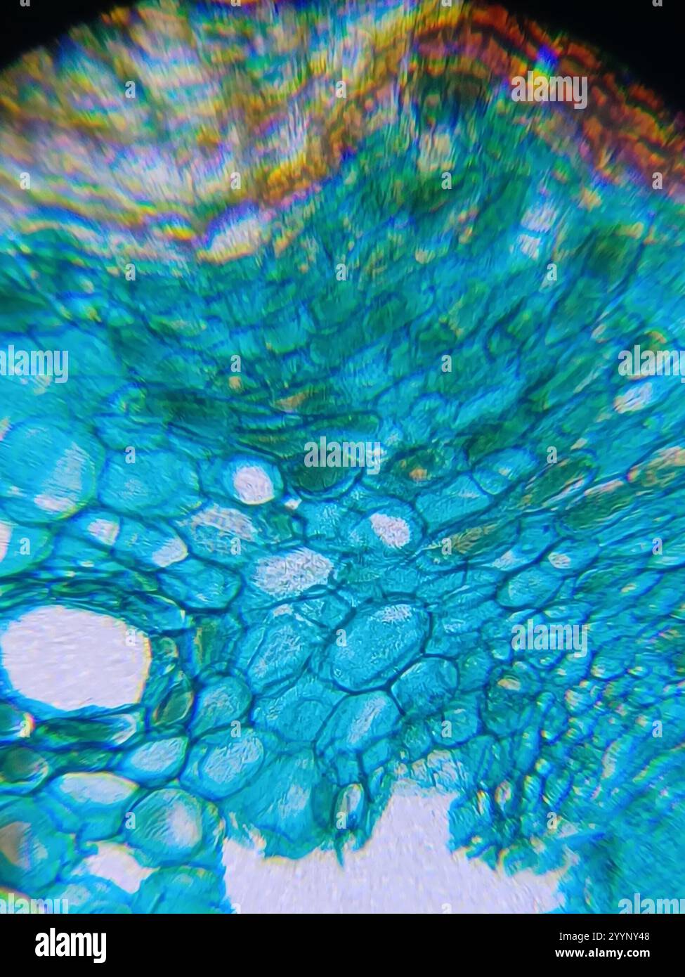 Microscope image of pinewood Stock Photo - Alamy