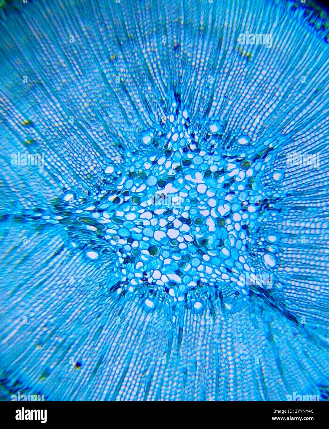 Cotton stem microscope hi-res stock photography and images - Alamy