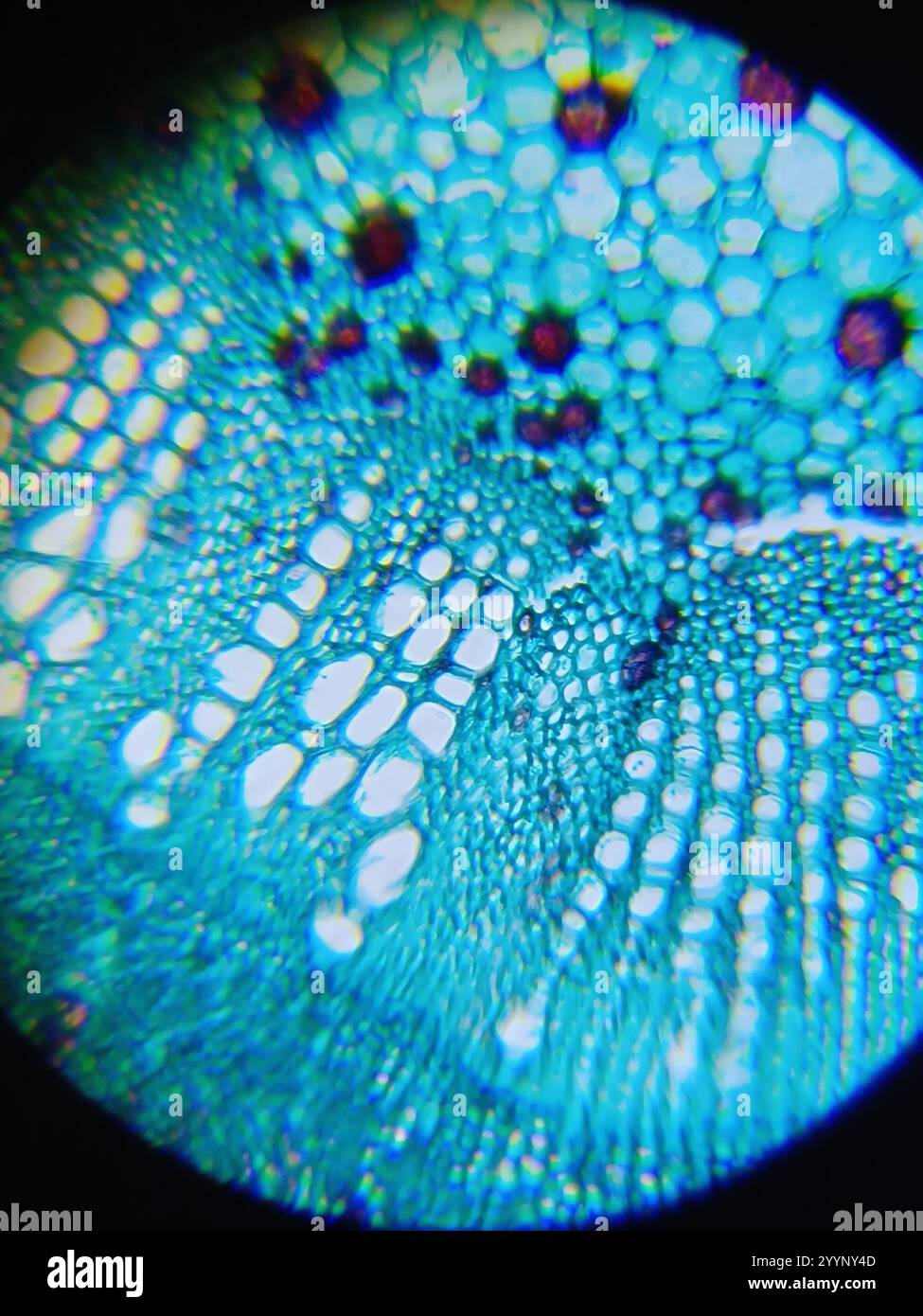 Cross section of a stem hi-res stock photography and images - Alamy