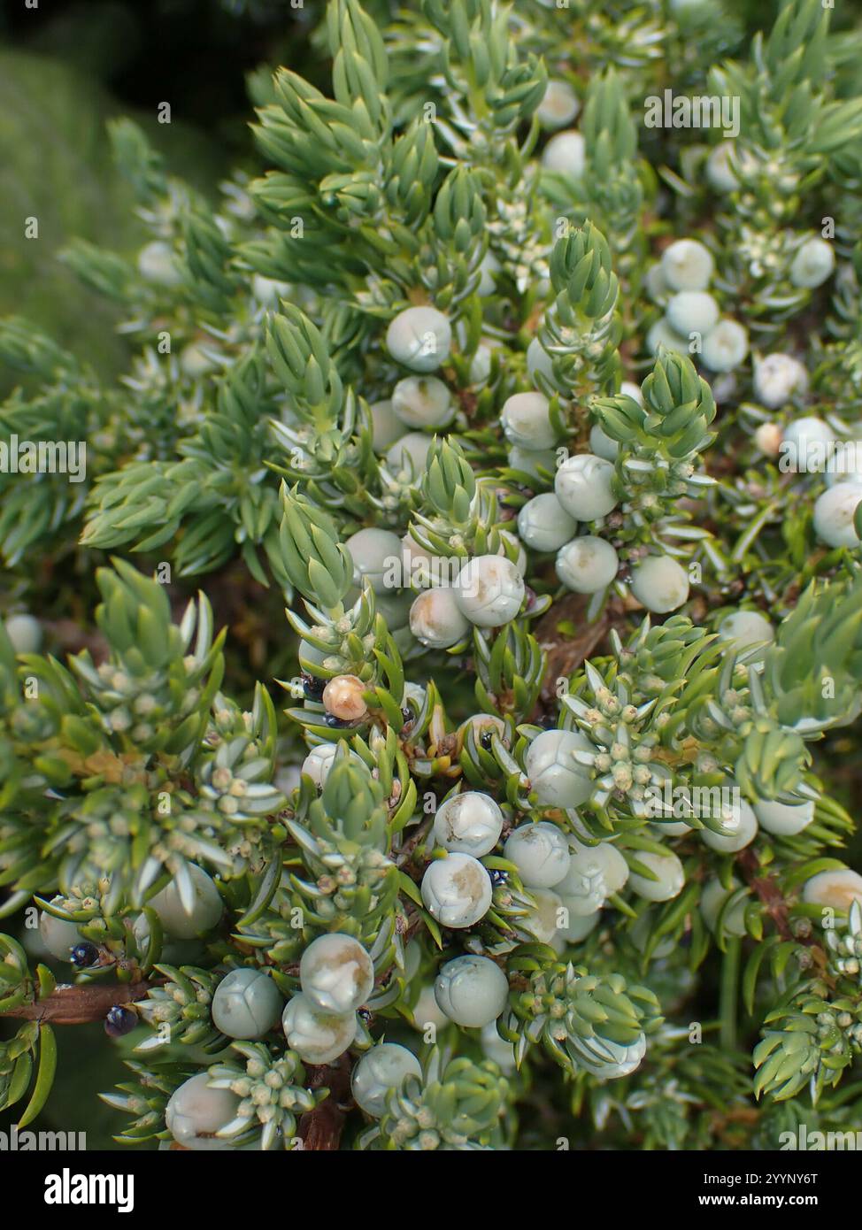 common juniper (Juniperus communis Stock Photo - Alamy