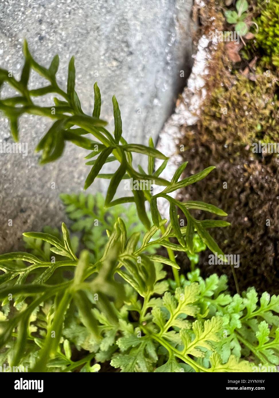 American parsley fern (Cryptogramma acrostichoides Stock Photo - Alamy