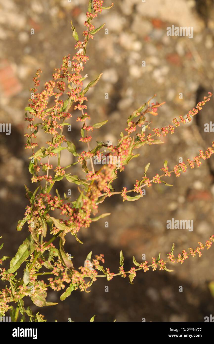 Clustered Dock (Rumex conglomeratus Stock Photo - Alamy