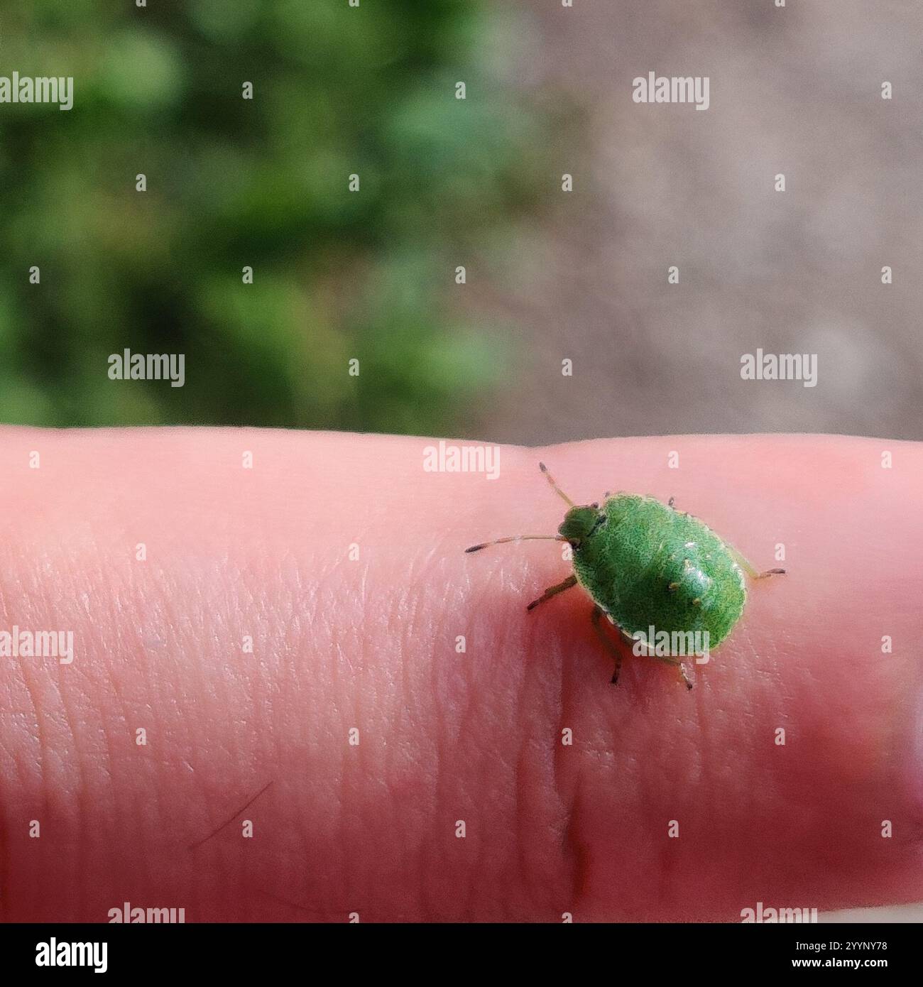 Green Shield Bug (Palomena prasina Stock Photo - Alamy