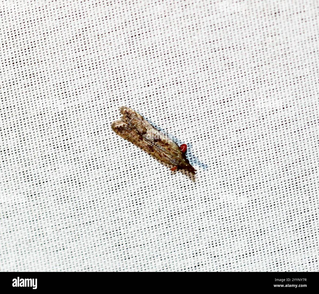 Palmerworm hi-res stock photography and images - Alamy