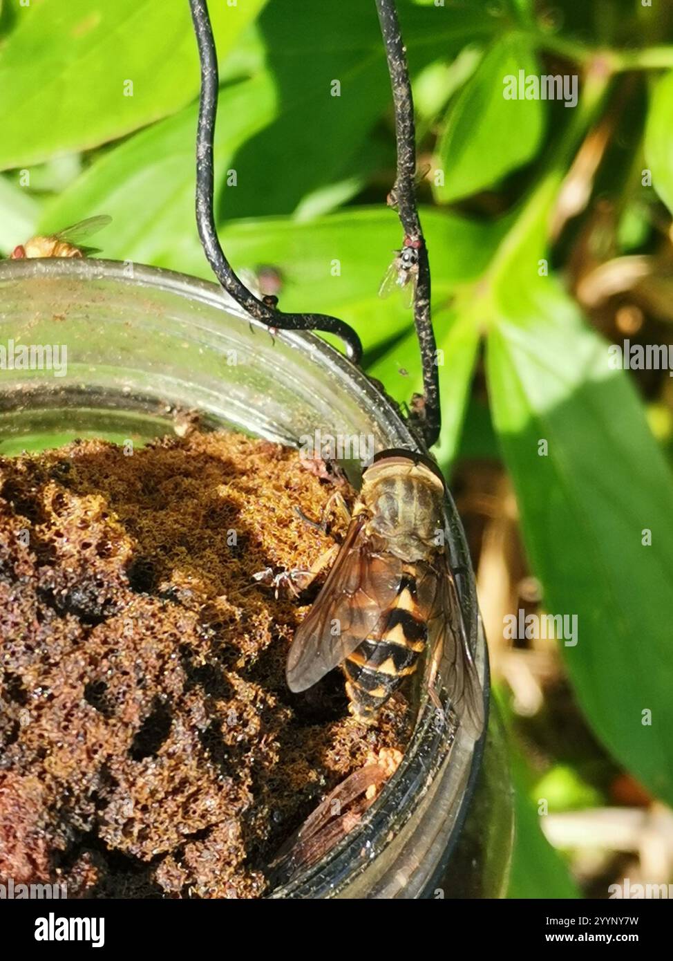 Dark Giant Horse Fly (Tabanus sudeticus Stock Photo - Alamy