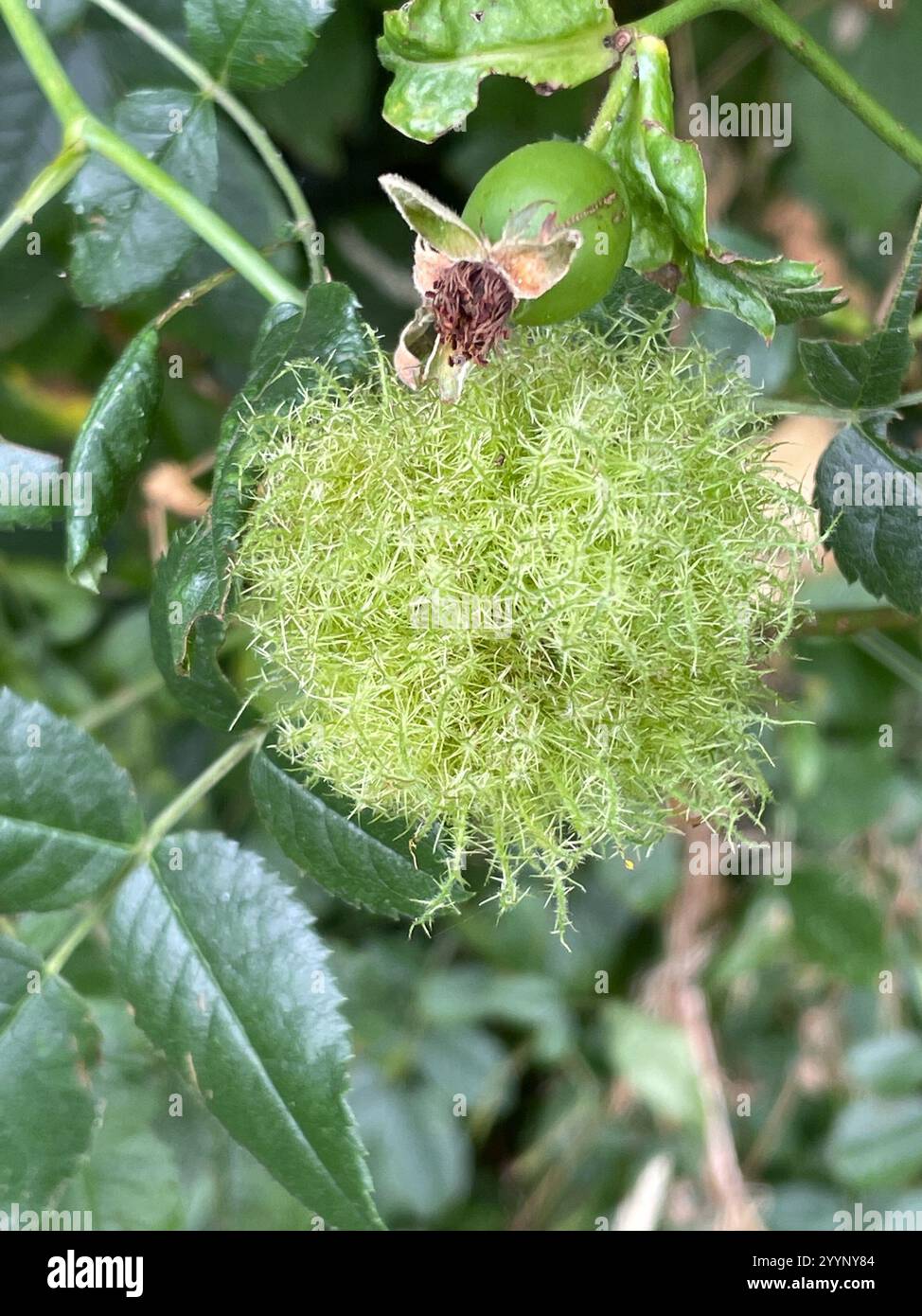 Mossy Rose Gall Wasp (Diplolepis rosae Stock Photo - Alamy