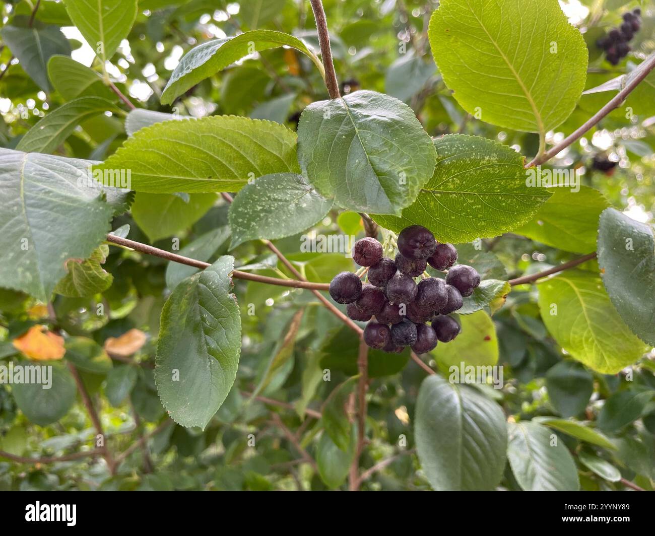 black chokeberry (Aronia melanocarpa Stock Photo - Alamy
