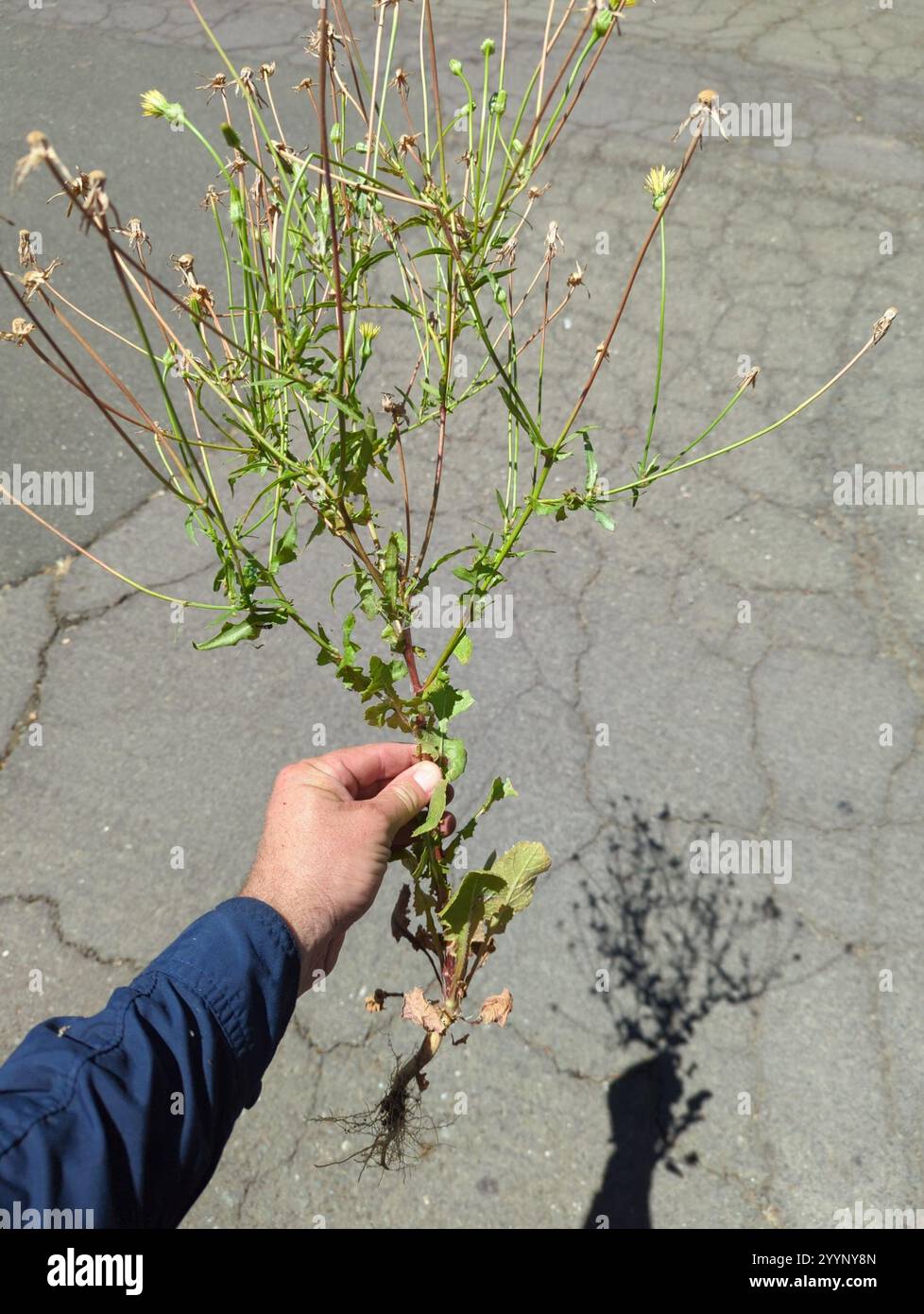 False hawkbit hi-res stock photography and images - Alamy