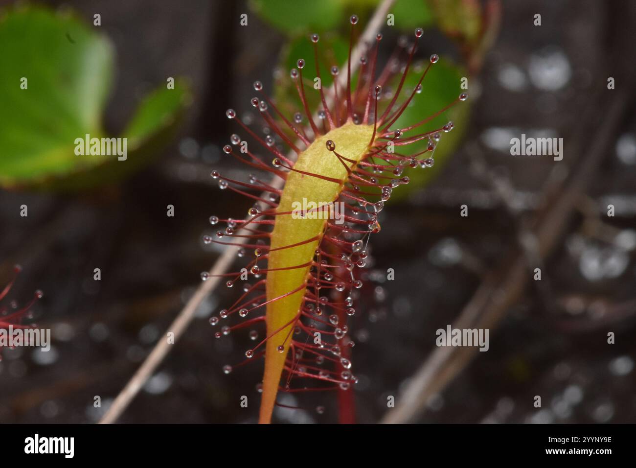 Great Sundew (Drosera anglica Stock Photo - Alamy