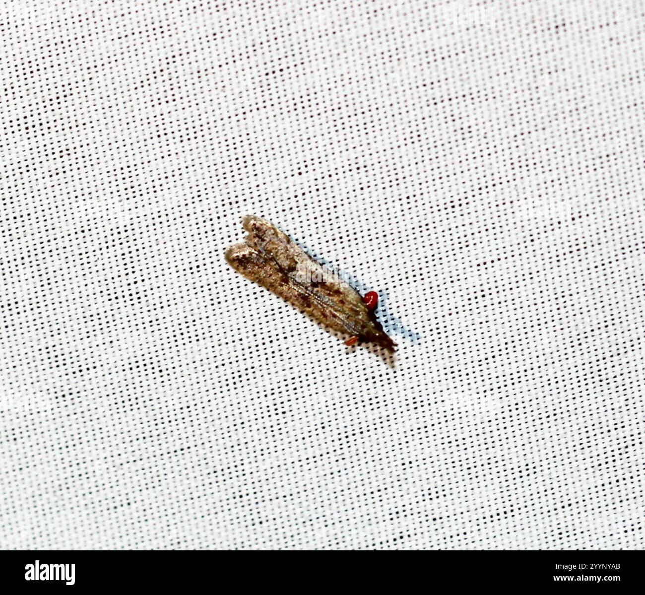 Palmerworm hi-res stock photography and images - Alamy