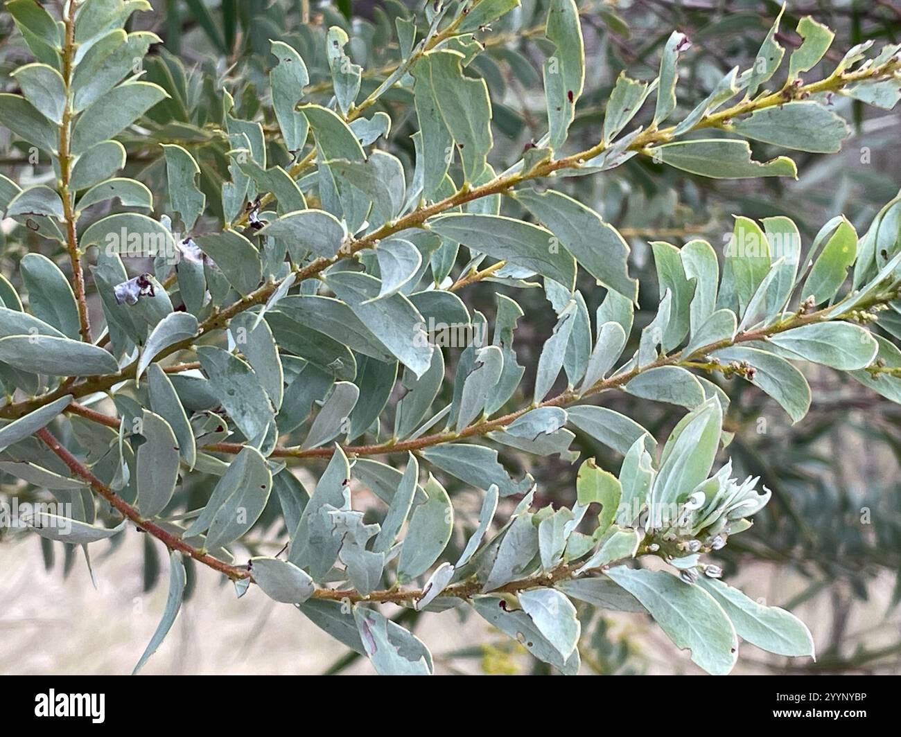 Golden Wattle (Acacia decora Stock Photo - Alamy
