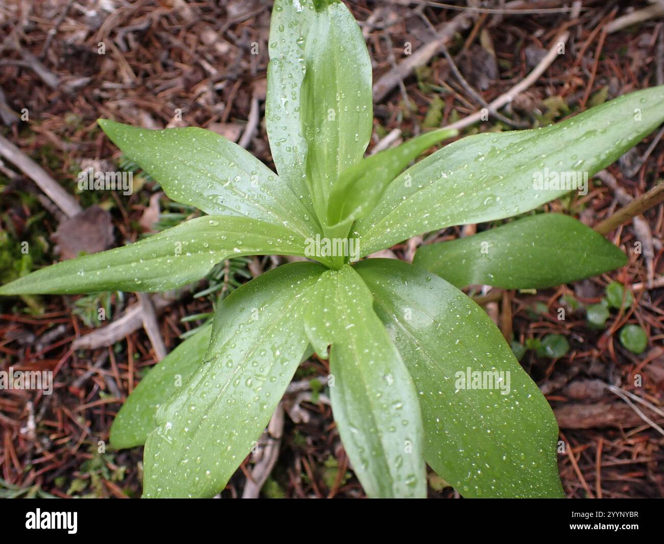 Columbia lily (Lilium columbianum Stock Photo - Alamy