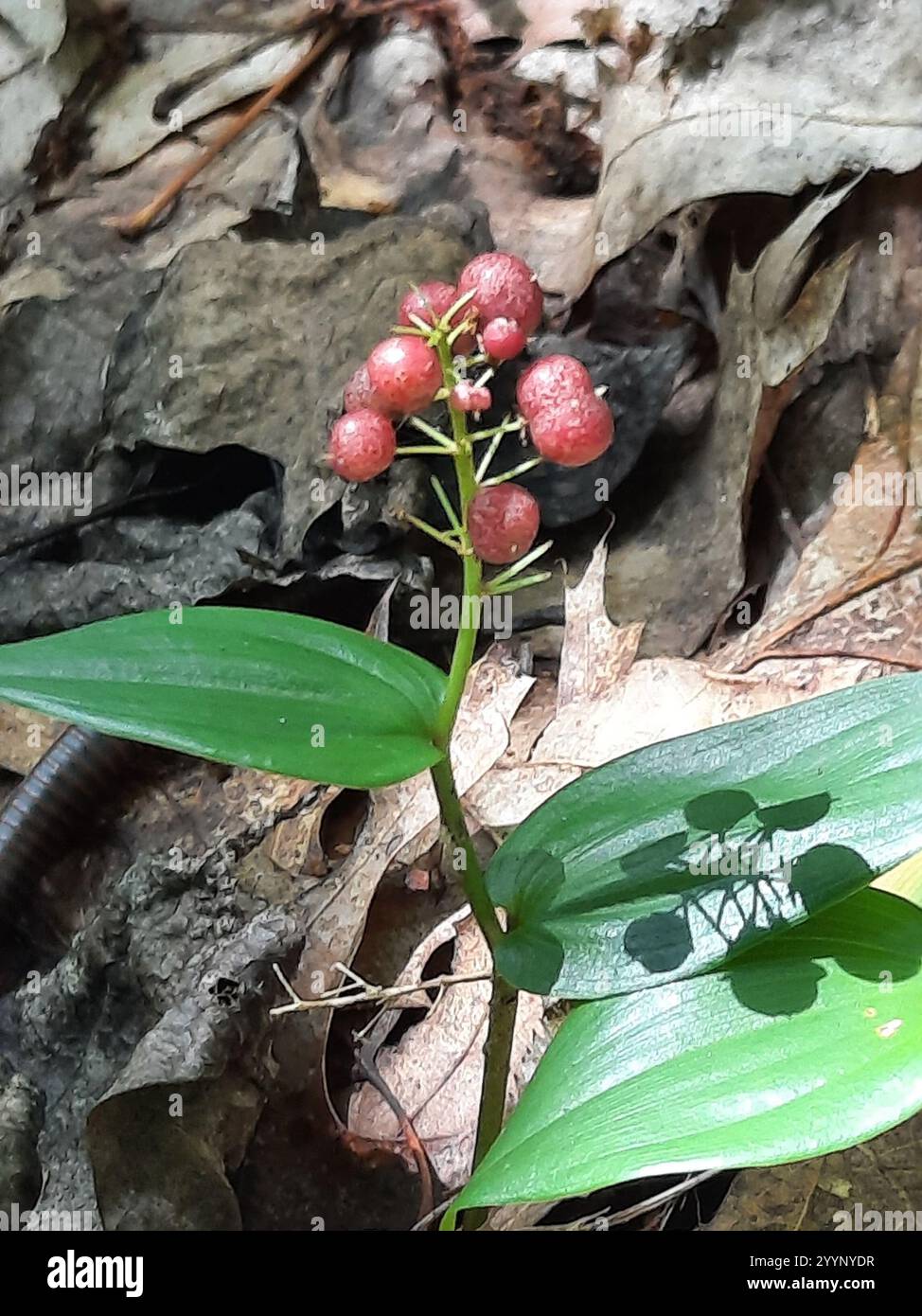 Canada mayflower (Maianthemum canadense Stock Photo - Alamy