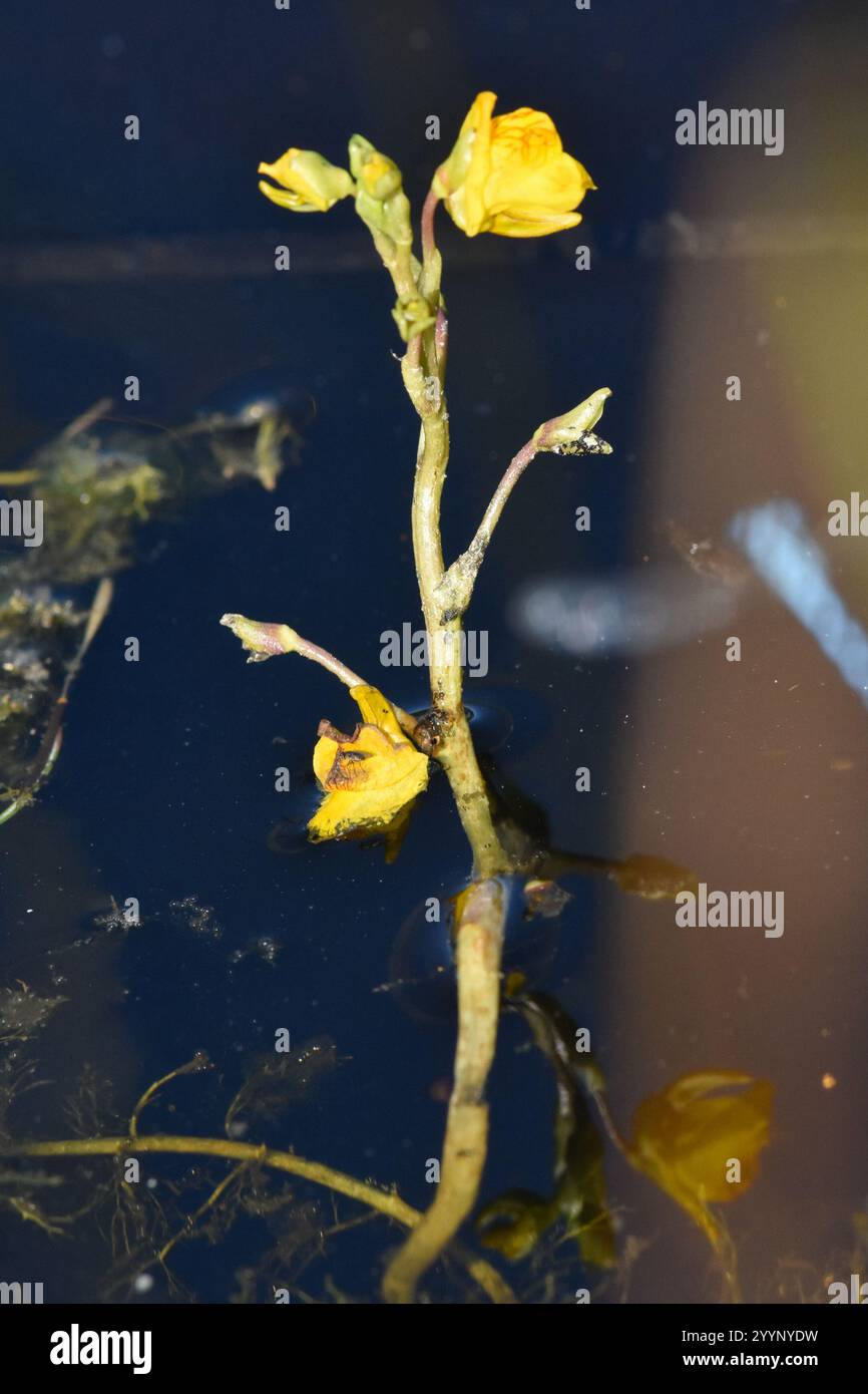 common bladderwort (Utricularia macrorhiza Stock Photo - Alamy