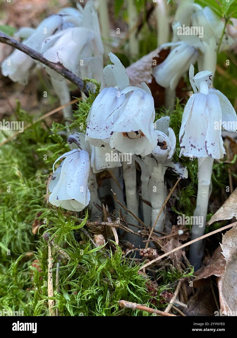 Ghost Pipe (Monotropa uniflora Stock Photo - Alamy