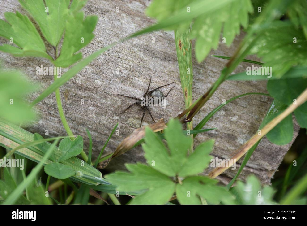Thin-legged Wolf Spiders (Pardosa Stock Photo - Alamy