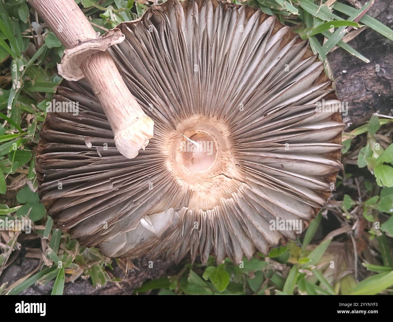 green-spored parasol (Chlorophyllum molybdites Stock Photo - Alamy