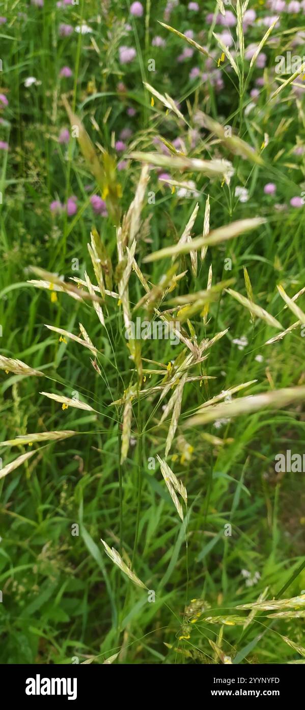 Smooth Brome (Bromus inermis Stock Photo - Alamy