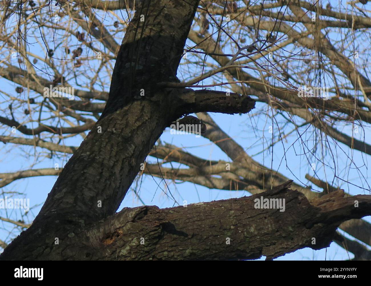 Checkered woodpecker hi-res stock photography and images - Alamy