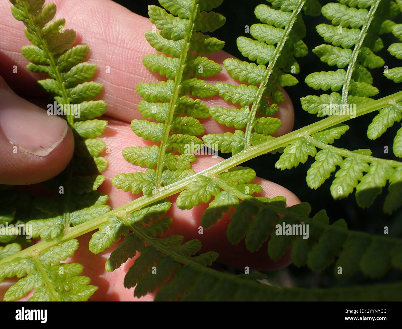 lady fern (Athyrium filix-femina Stock Photo - Alamy