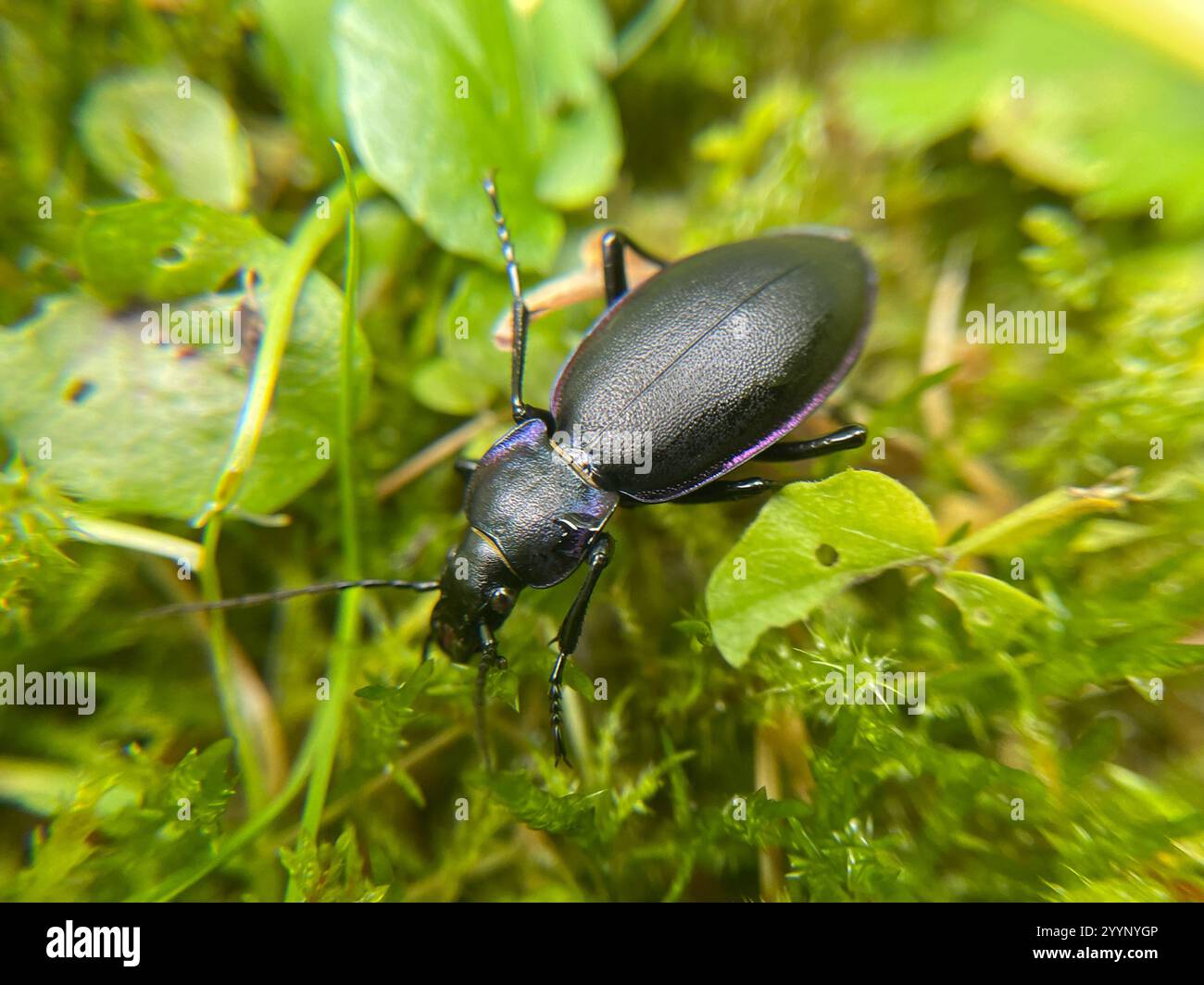 Violet ground beetle (Carabus violaceus Stock Photo - Alamy