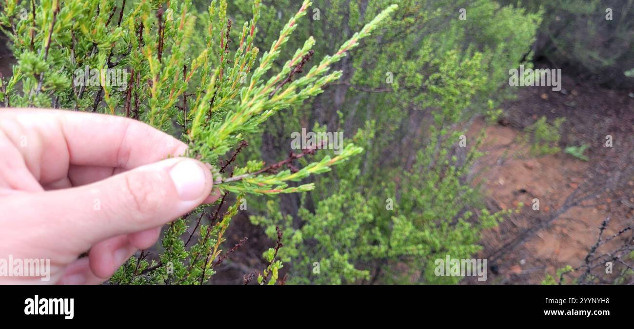 Adenostoma fasciculatum hi-res stock photography and images - Alamy