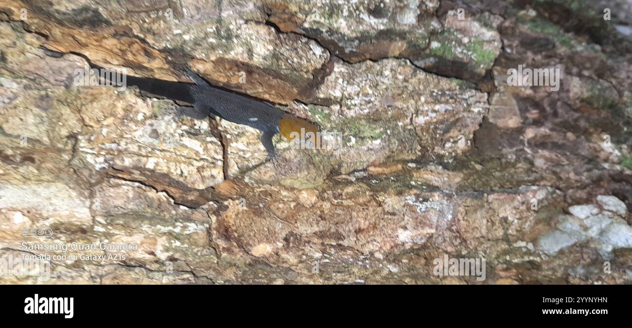 Yellow-headed Gecko (Gonatodes albogularis Stock Photo - Alamy