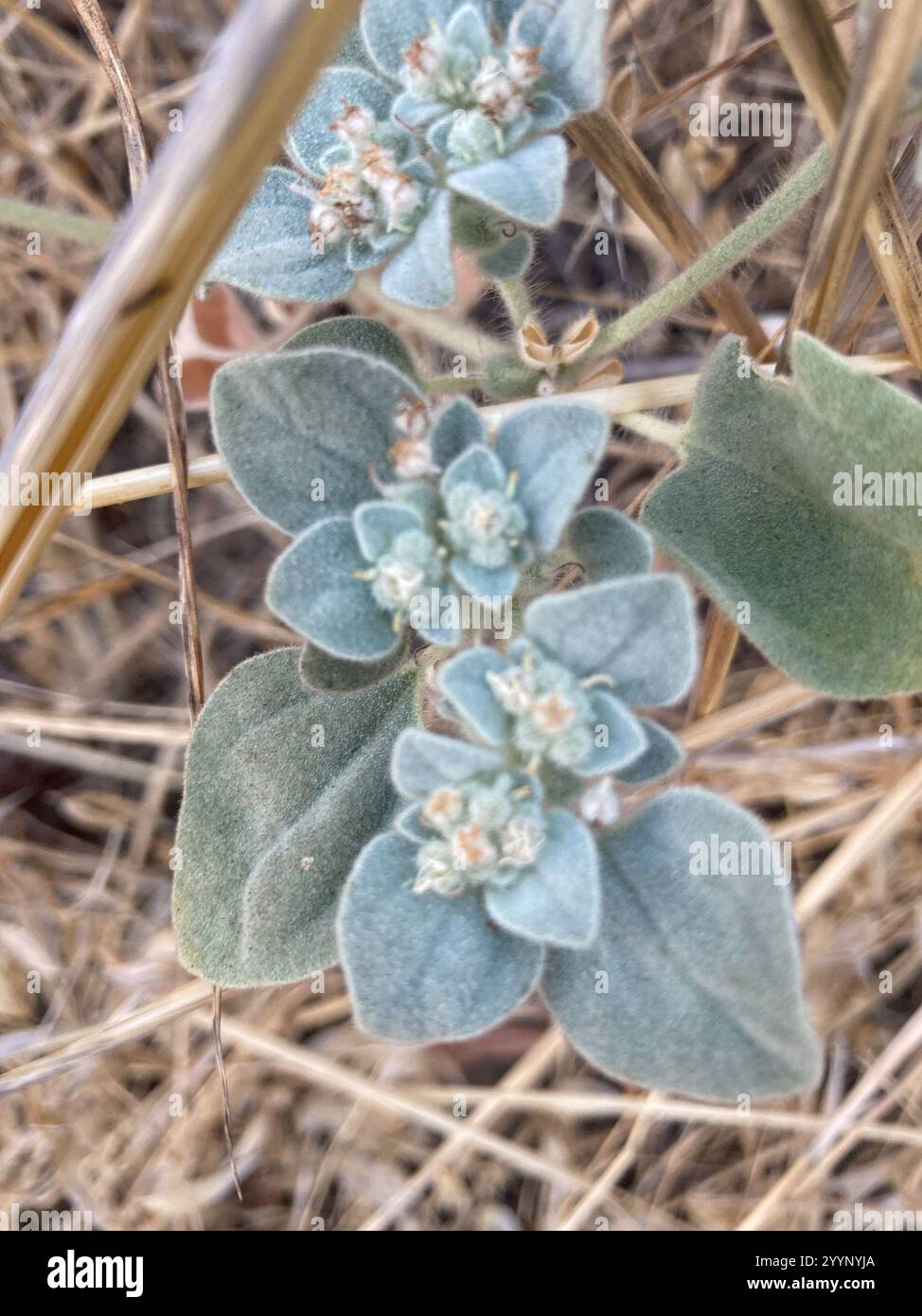 turkey mullein (Croton setiger Stock Photo - Alamy