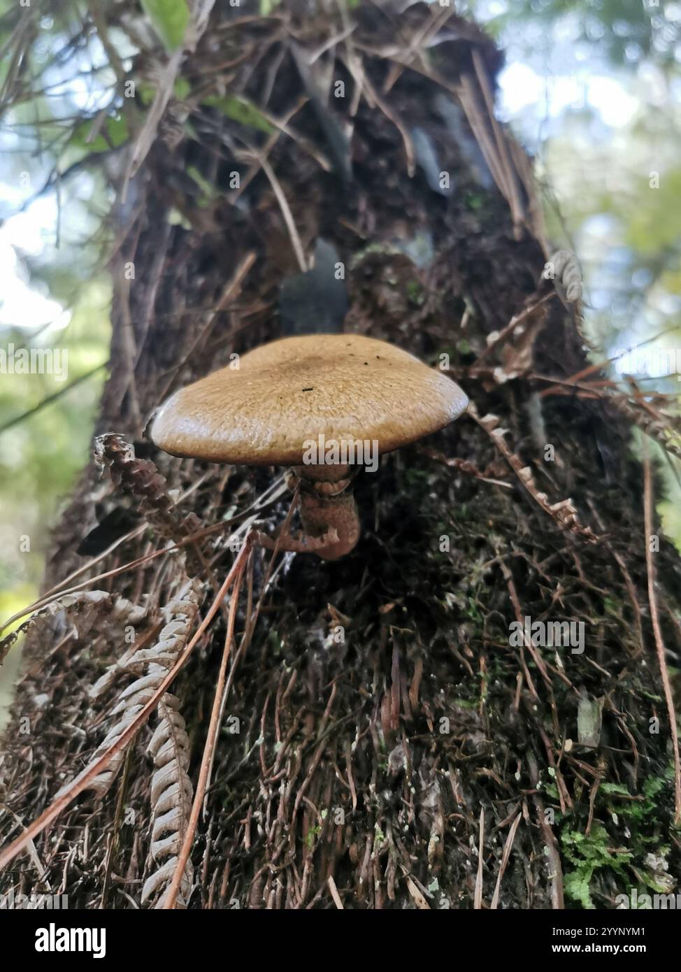 Purple-veiled Slippery Jack (Suillus luteus Stock Photo - Alamy