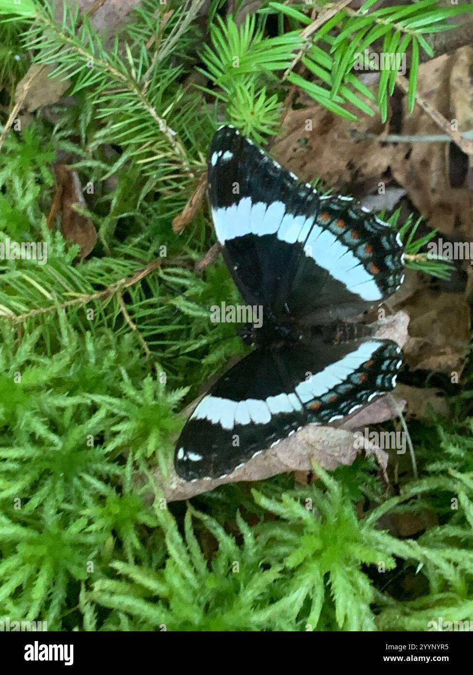 American White Admiral (Limenitis arthemis arthemis Stock Photo - Alamy