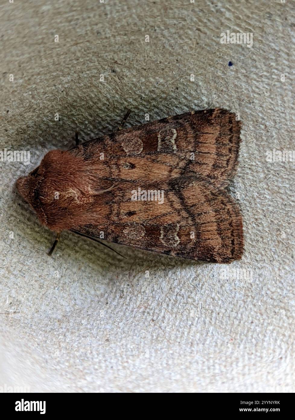 Small Square-spot (Diarsia rubi Stock Photo - Alamy