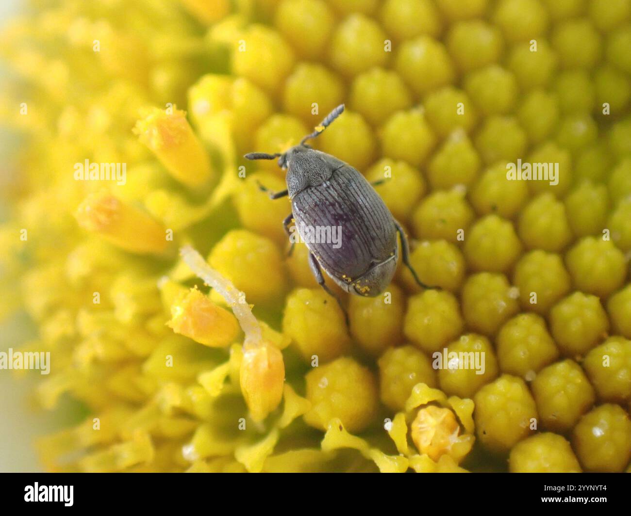 Broom Seed Beetle (Bruchidius villosus Stock Photo - Alamy