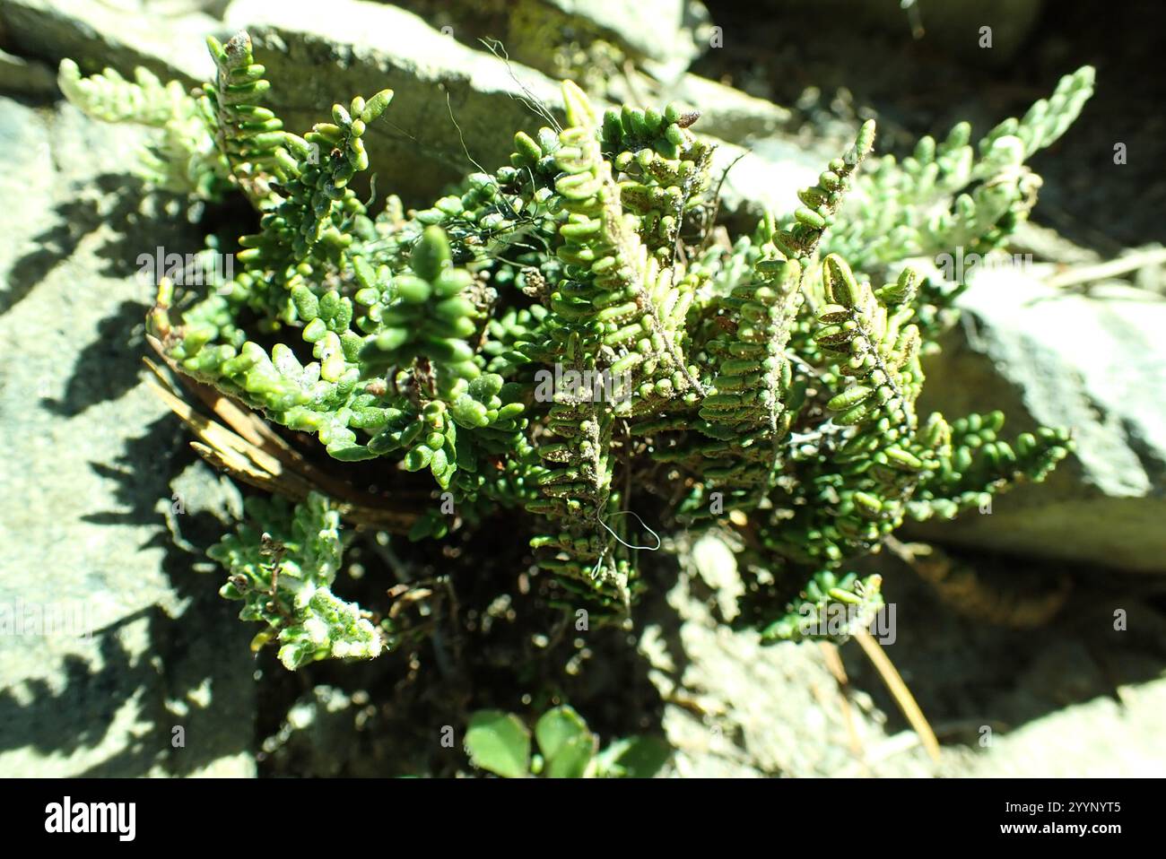 lace lip fern (Myriopteris gracillima Stock Photo - Alamy
