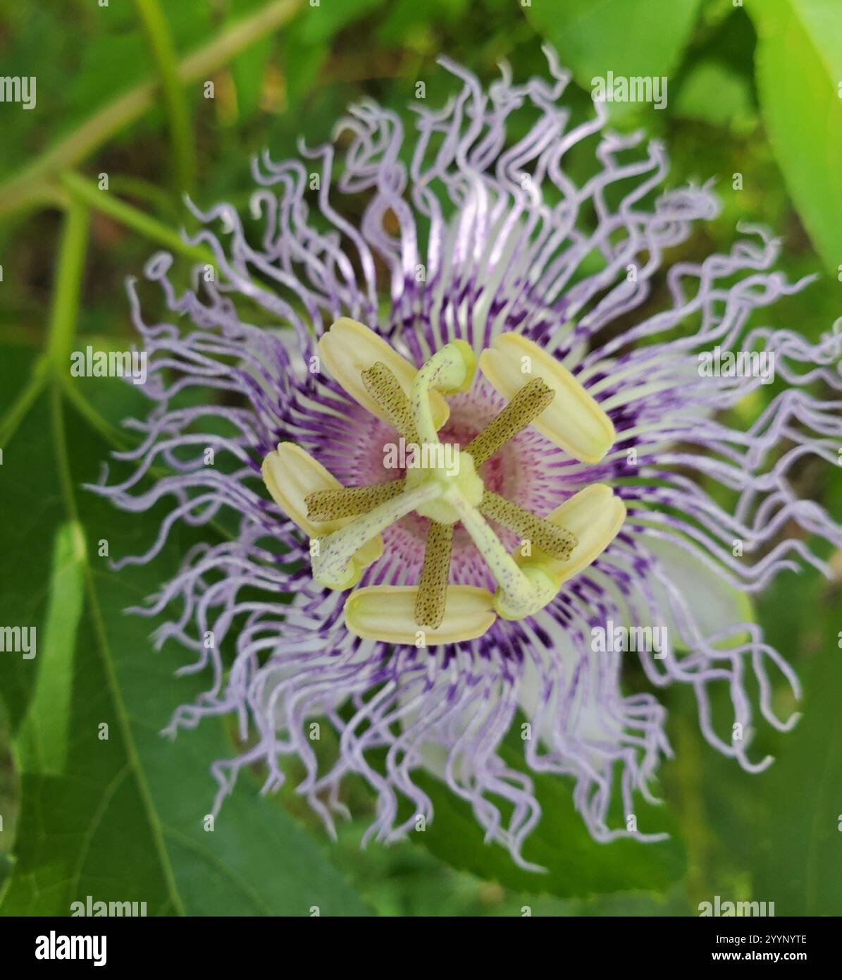 purple passionflower (Passiflora incarnata Stock Photo - Alamy
