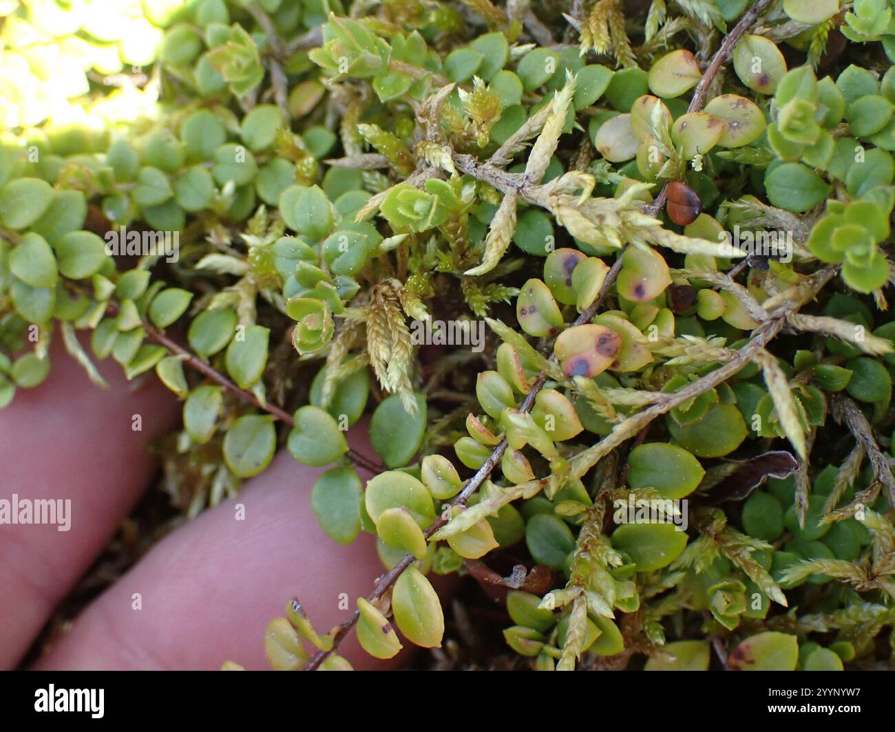 creeping snowberry (Gaultheria hispidula Stock Photo - Alamy