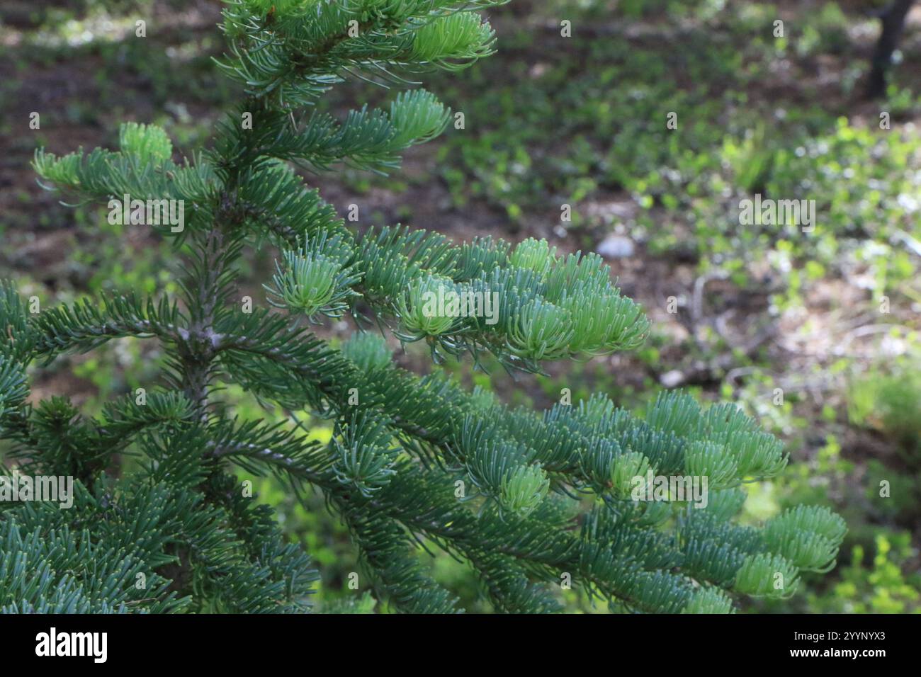 subalpine fir (Abies lasiocarpa Stock Photo - Alamy