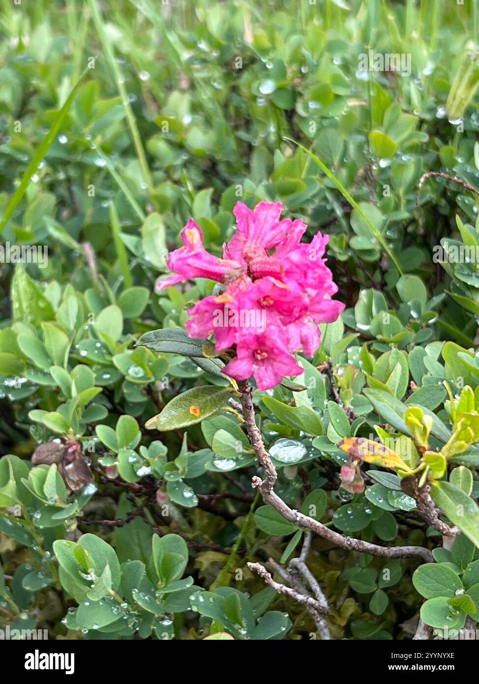 Rusty-leaved Alpenrose (Rhododendron ferrugineum Stock Photo - Alamy