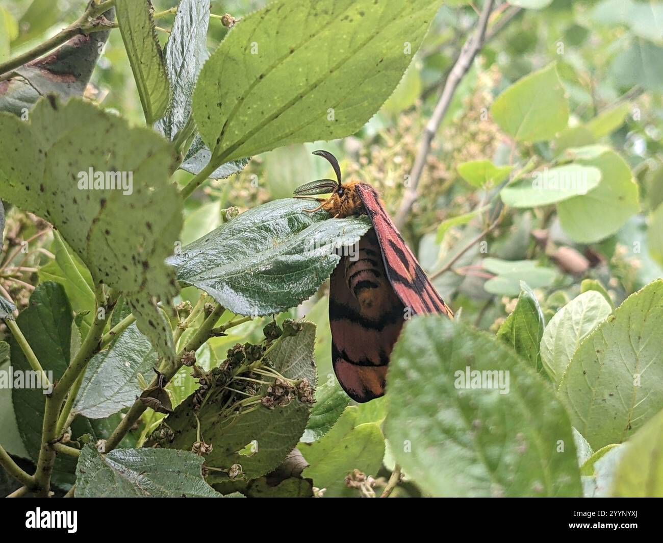 Western Sheep Moth (Hemileuca eglanterina Stock Photo - Alamy