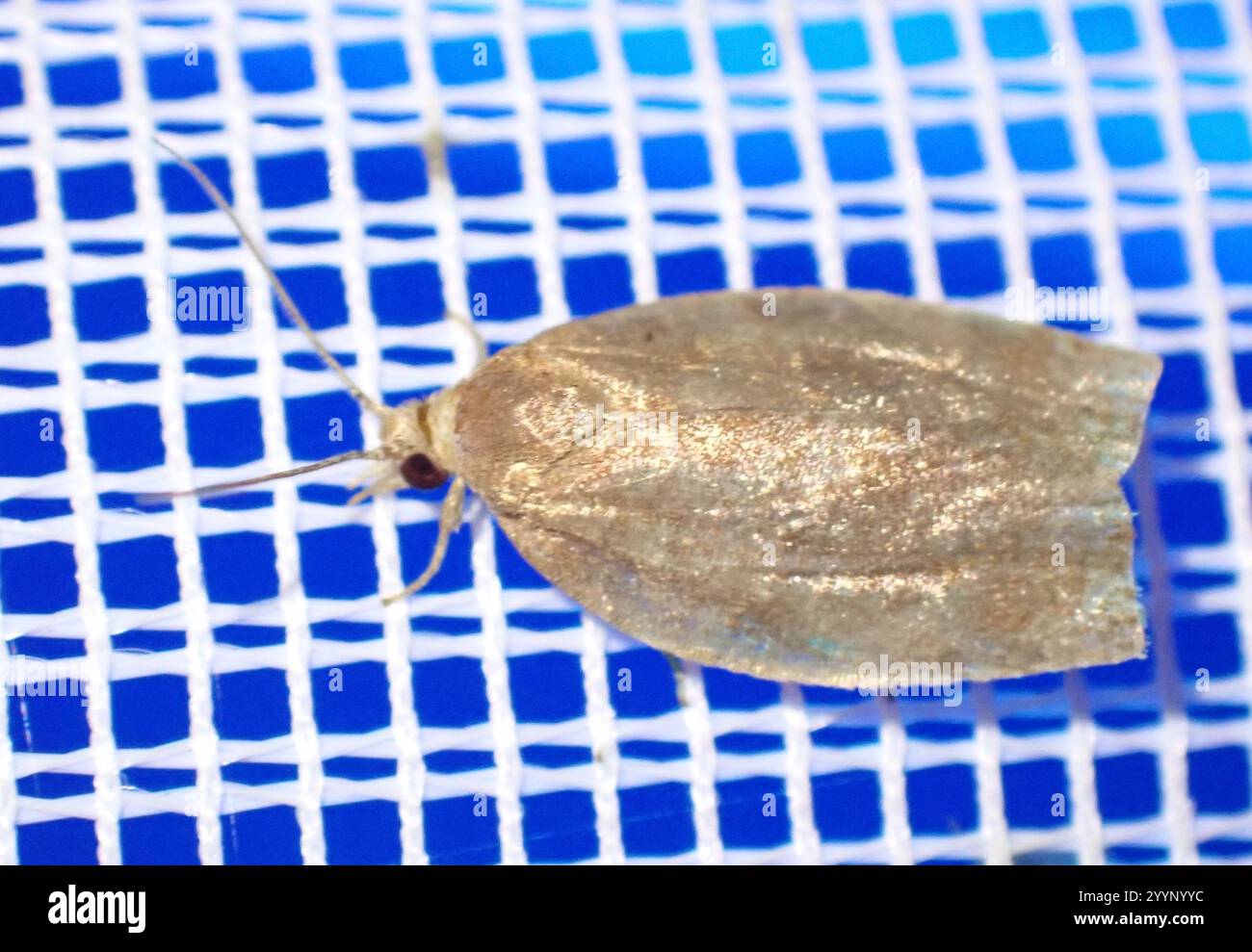 Rose Tortrix Moth (Archips rosana Stock Photo - Alamy