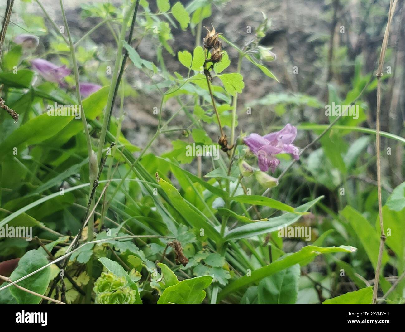 Whipple's penstemon (Penstemon whippleanus Stock Photo - Alamy