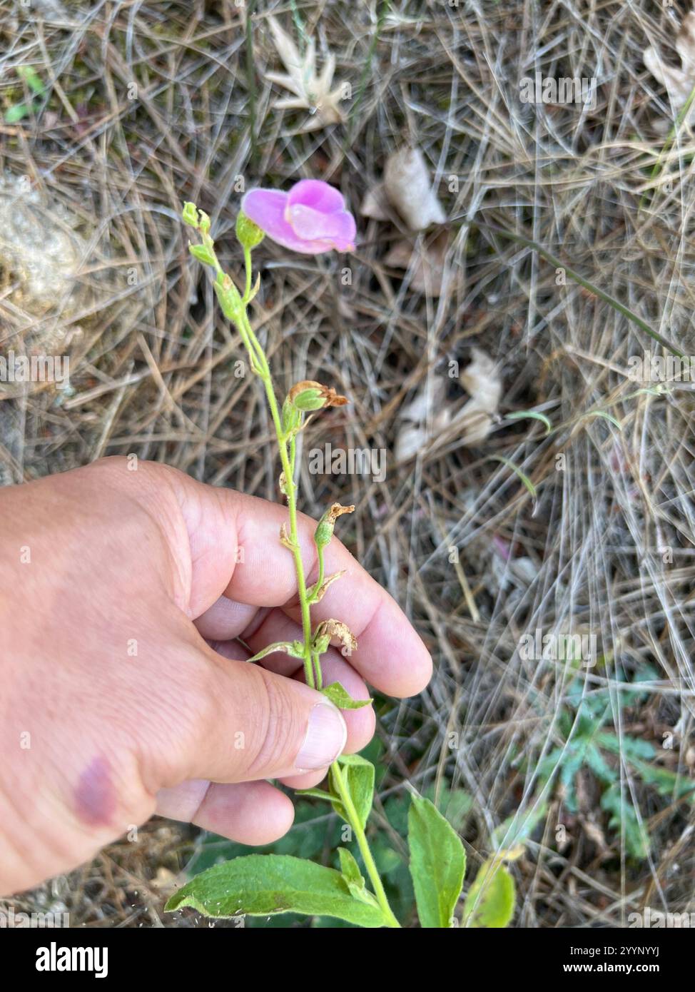 Spanish Peaks Foxglove (Digitalis thapsi Stock Photo - Alamy
