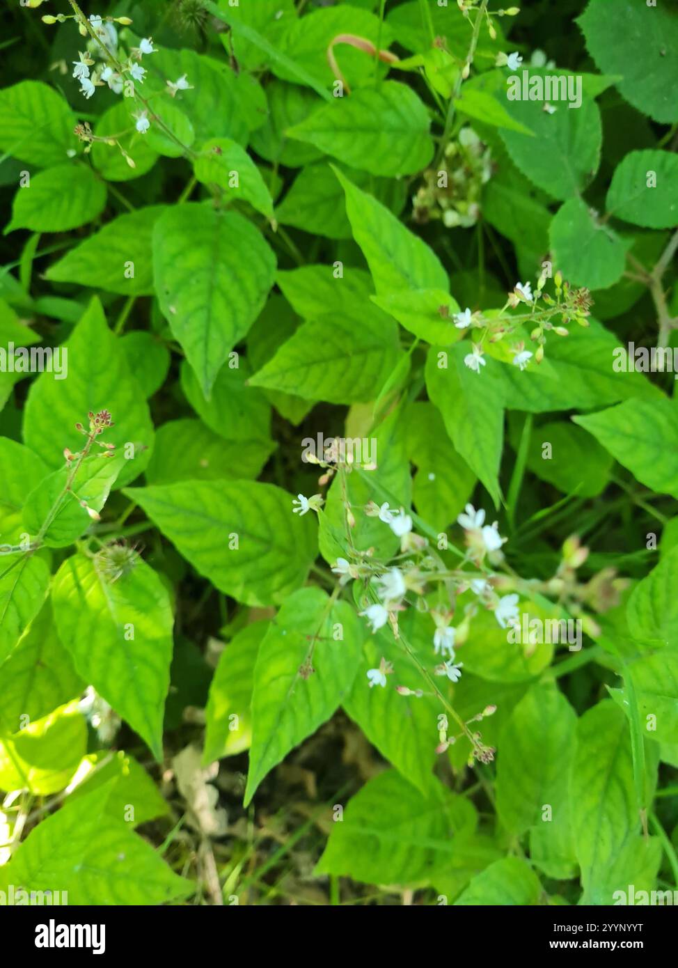 enchanter's-nightshade (Circaea lutetiana Stock Photo - Alamy