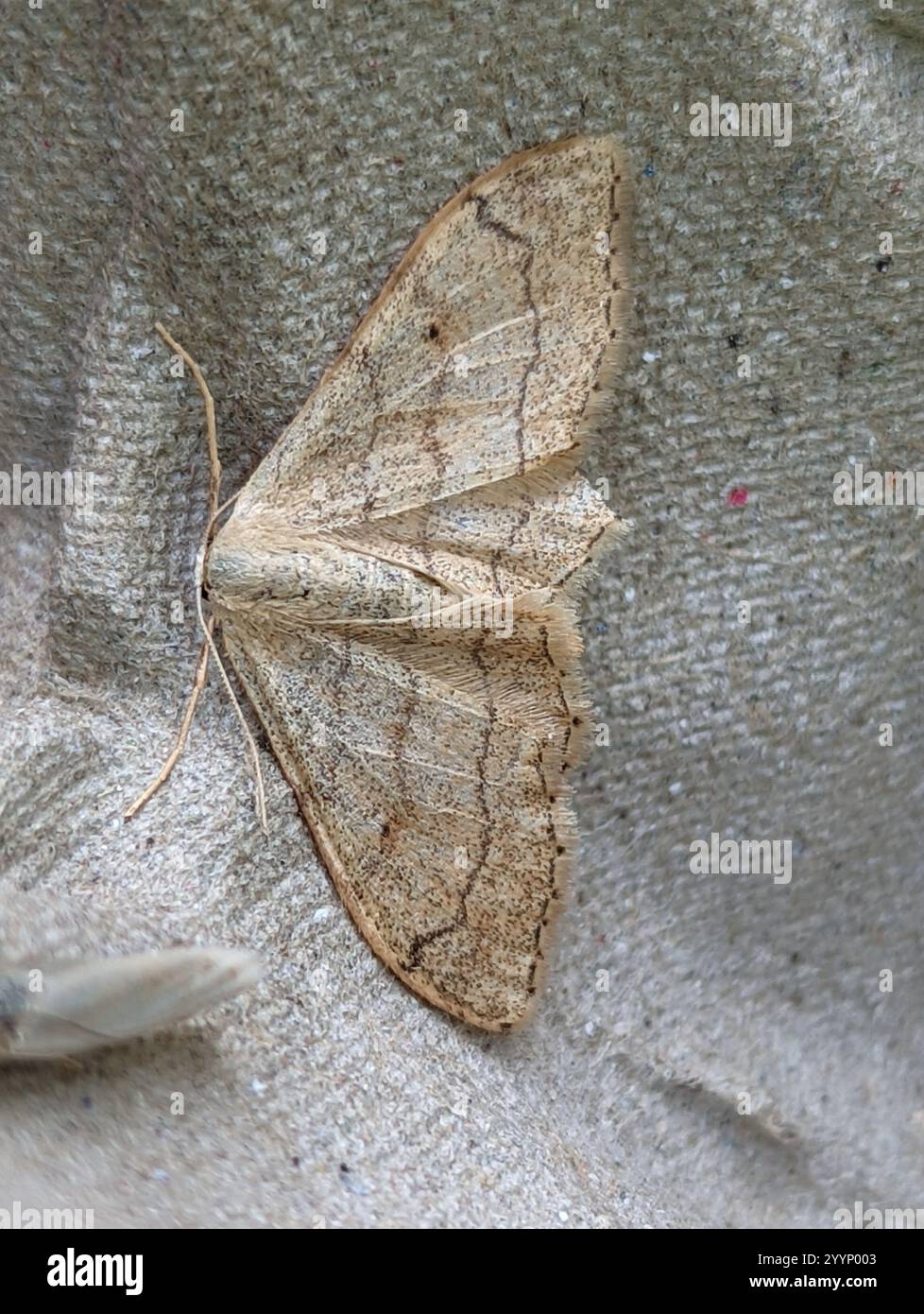 Riband Wave (Idaea aversata Stock Photo - Alamy