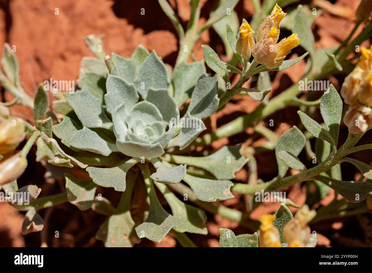 Double Bladderpod (Physaria acutifolia Stock Photo - Alamy