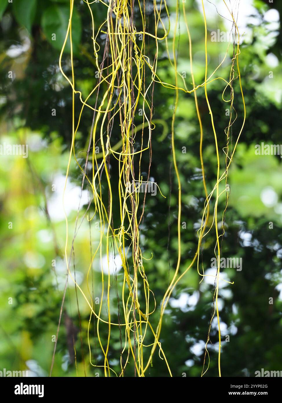 Cuscuta japonica hi-res stock photography and images - Alamy